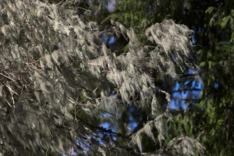 В весенний лес за… лишайниками — Tribuna.ee