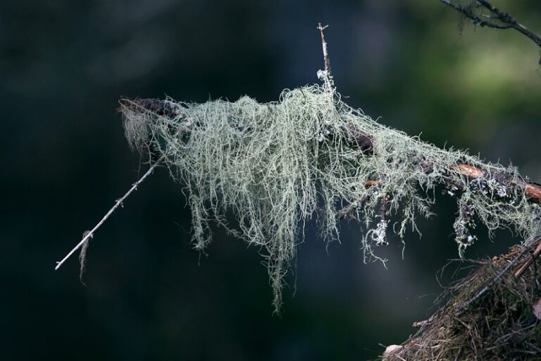 В весенний лес за… лишайниками — Tribuna.ee