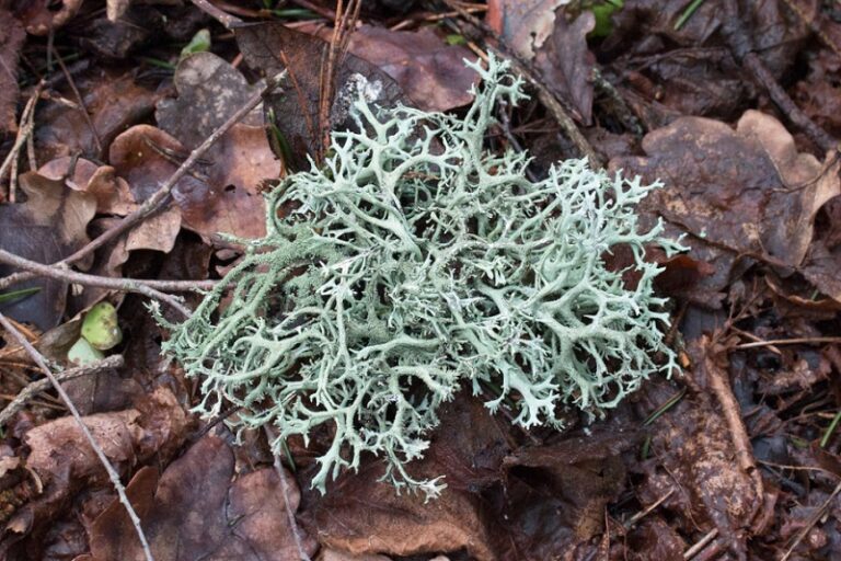 В весенний лес за… лишайниками — Tribuna.ee