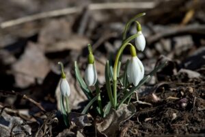 В весенний лес за… лишайниками — Tribuna.ee